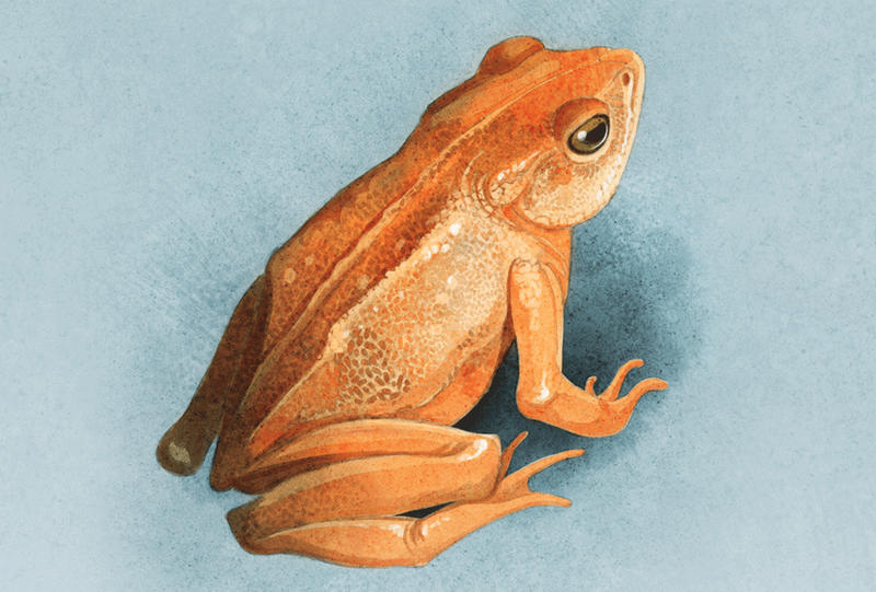 biodiversidad en galapagos: el sapo dorado