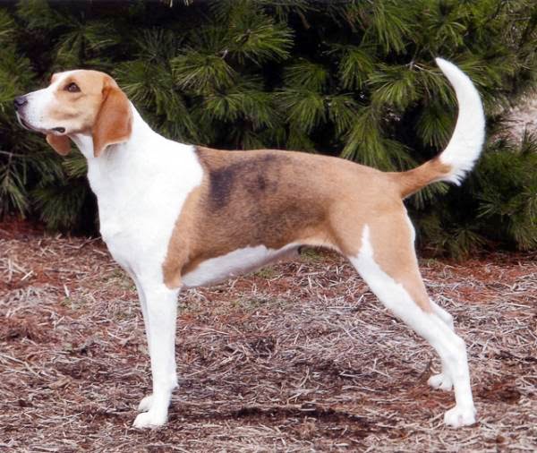 Cães & Cães: Foxhound Americano - 05