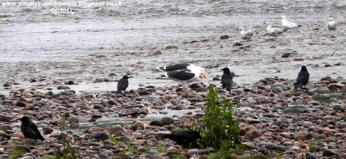 Simply Superb Swans: Coastal Predators