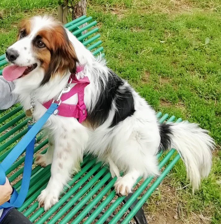 adotta un amico: adottato!!!!!!!!!!!!ORISTANO TENERO MINI SETTER