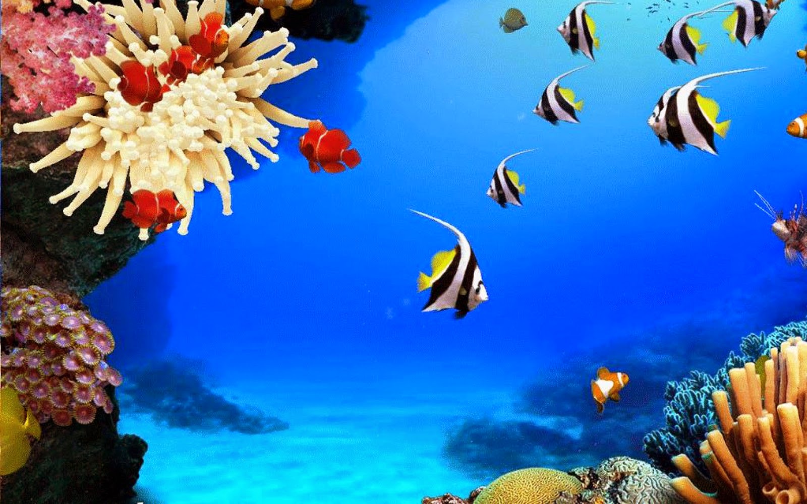 PECES DE ARRECIFES