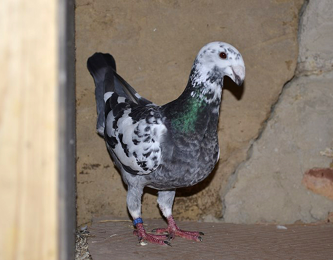 German Beauty Homer Pigeons ( Deutsche Schautaube ) - Pigeons fall