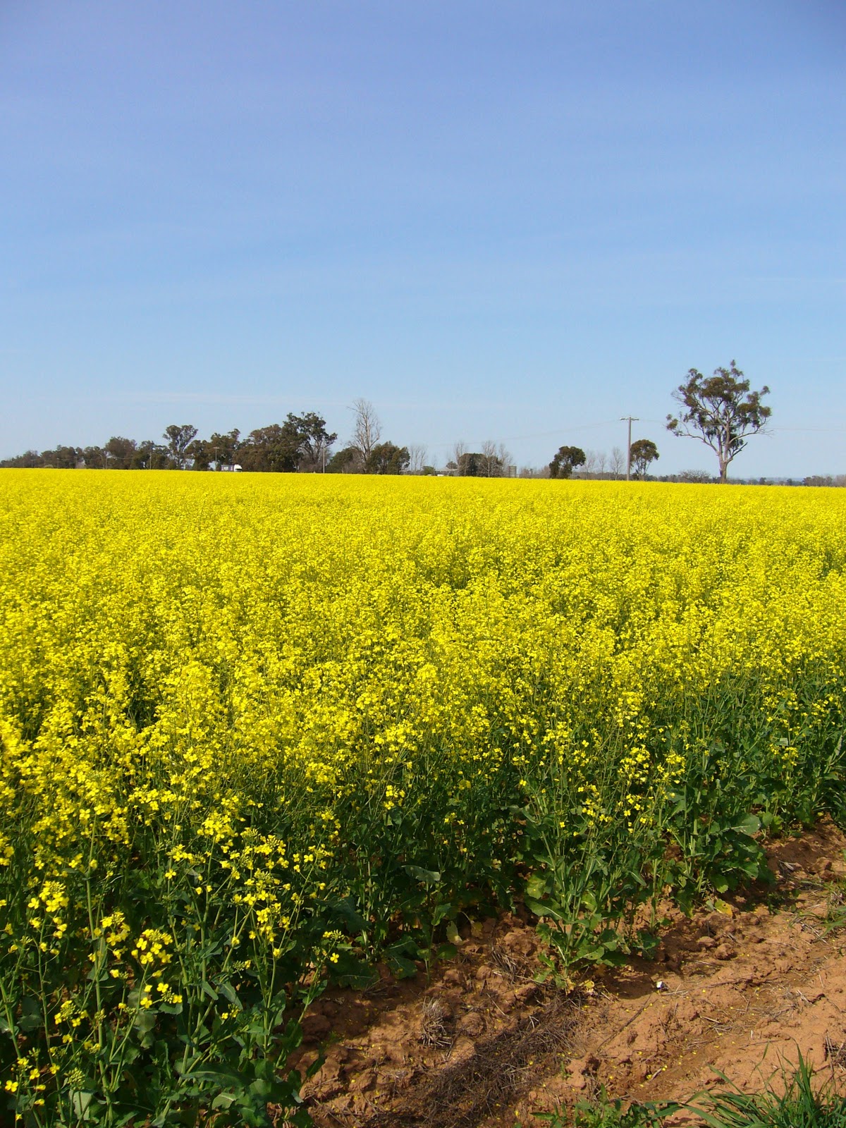 Simple Simon Says: Victoria - Canola Fields