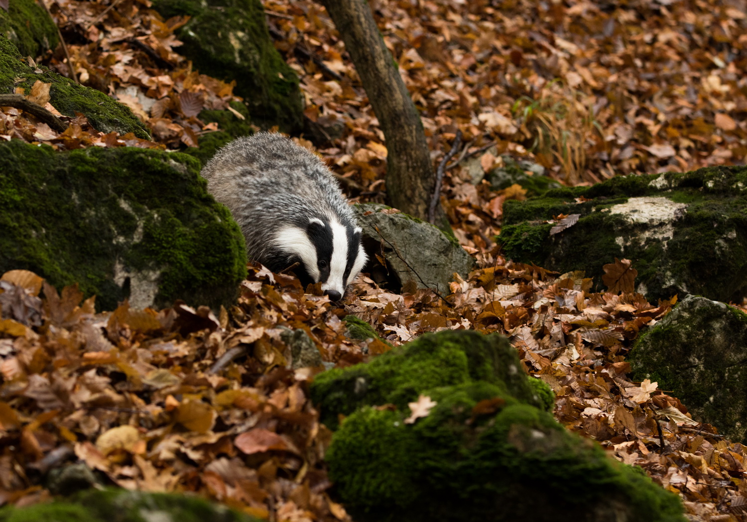 Kilometer G 0945: JAZVEC LESNÝ II