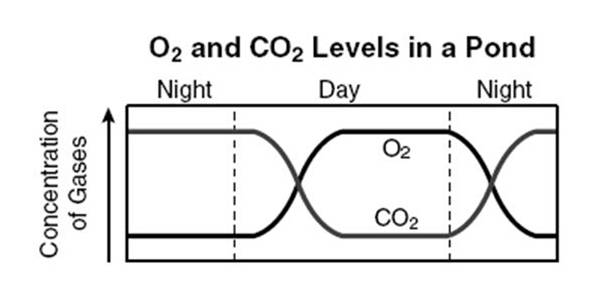 Freshwater Ecology: Dissolved Oxygen in an Ecosystem