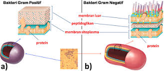 Bakteri Gram Negatif dan Positif