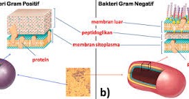 Bakteri Gram Negatif dan Positif