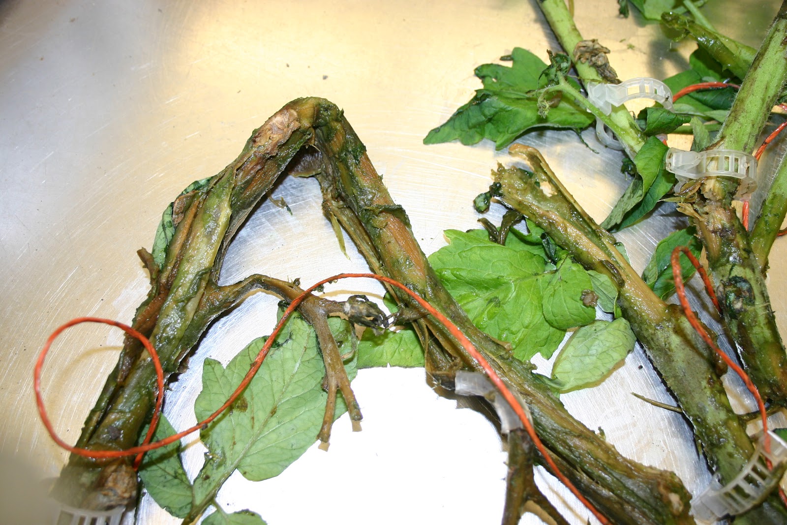 NCSU PDIC: Plug Up Your Nose! Bacterial Soft Rot Arrives in the Clinic