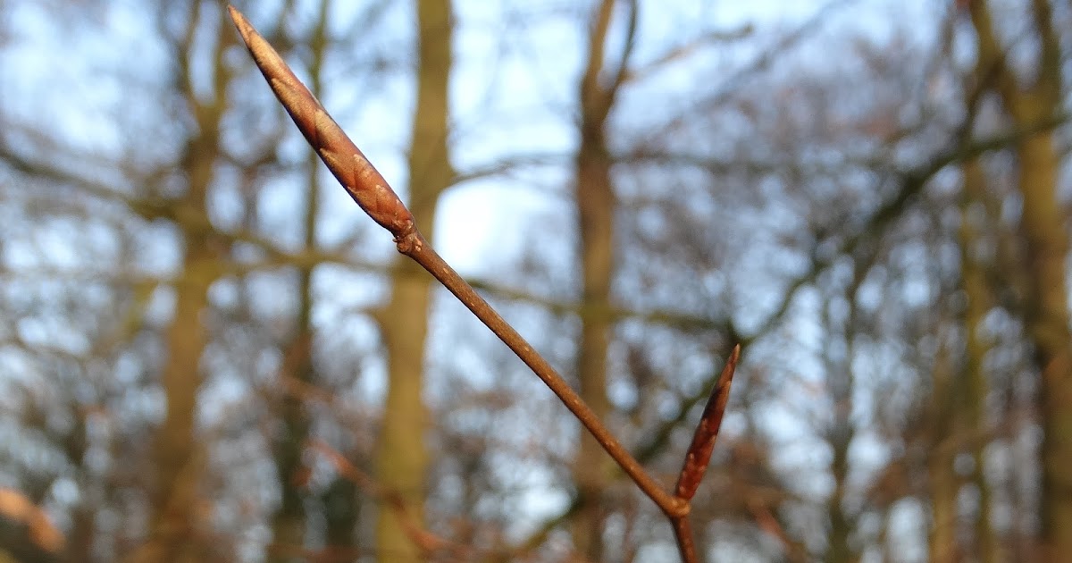 oog voor de natuur: Knoppen van beuk (Fagus sylvatica).
