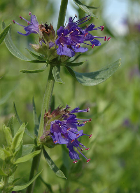 Blog de sănătate, artă şi spiritualitate: Leacuri mănăstireşti : ISOPUL