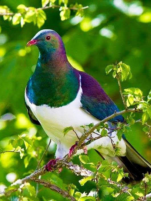 Prettyful Pigeon - Afuni's Knowledge Hub