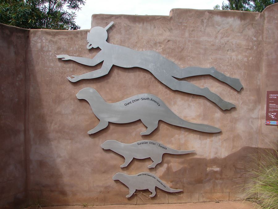 Snap Happy Birding: Oriental Small-Clawed Otters