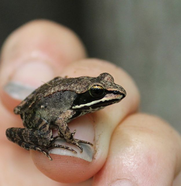 Reflections from Crumbly Acres: Tree frogs and wood frogs are singing ...