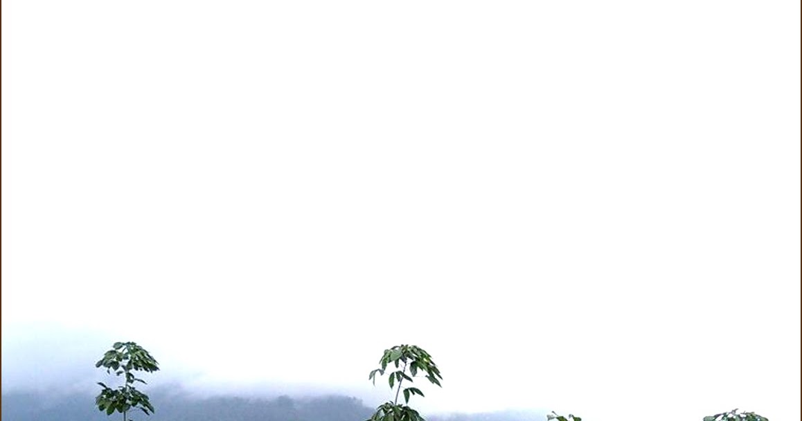 SOIL Energizer: Rubber tree survived from Rigidoporus microporus ...