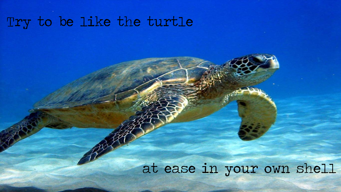 Motivation Every Day: Be Like A Turtle