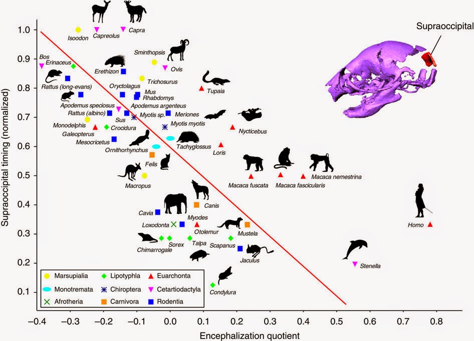 lazyfreedom: encephalization heterochrony quotient