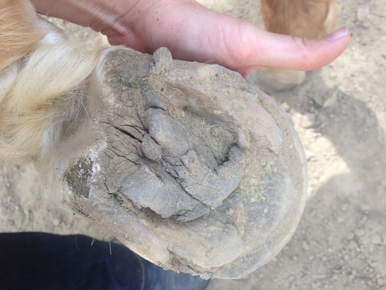 The Chestnut Mustang Blog: Hooves, Walking Outside, and Solo Trails