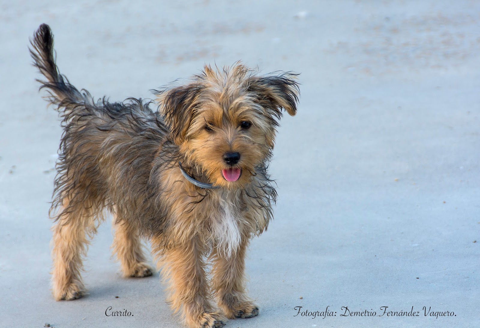 Currito (perro) y foxy (zorrito) dos pequeños juguetones que no se ...