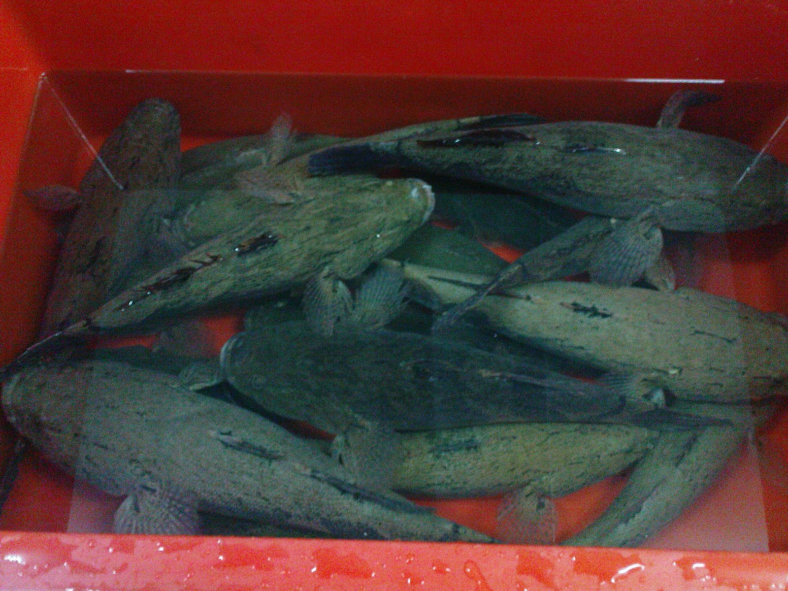 River Fish Supplier, Peter's Fish Trading Co, Sarawak: KETUTU (LIFE ...