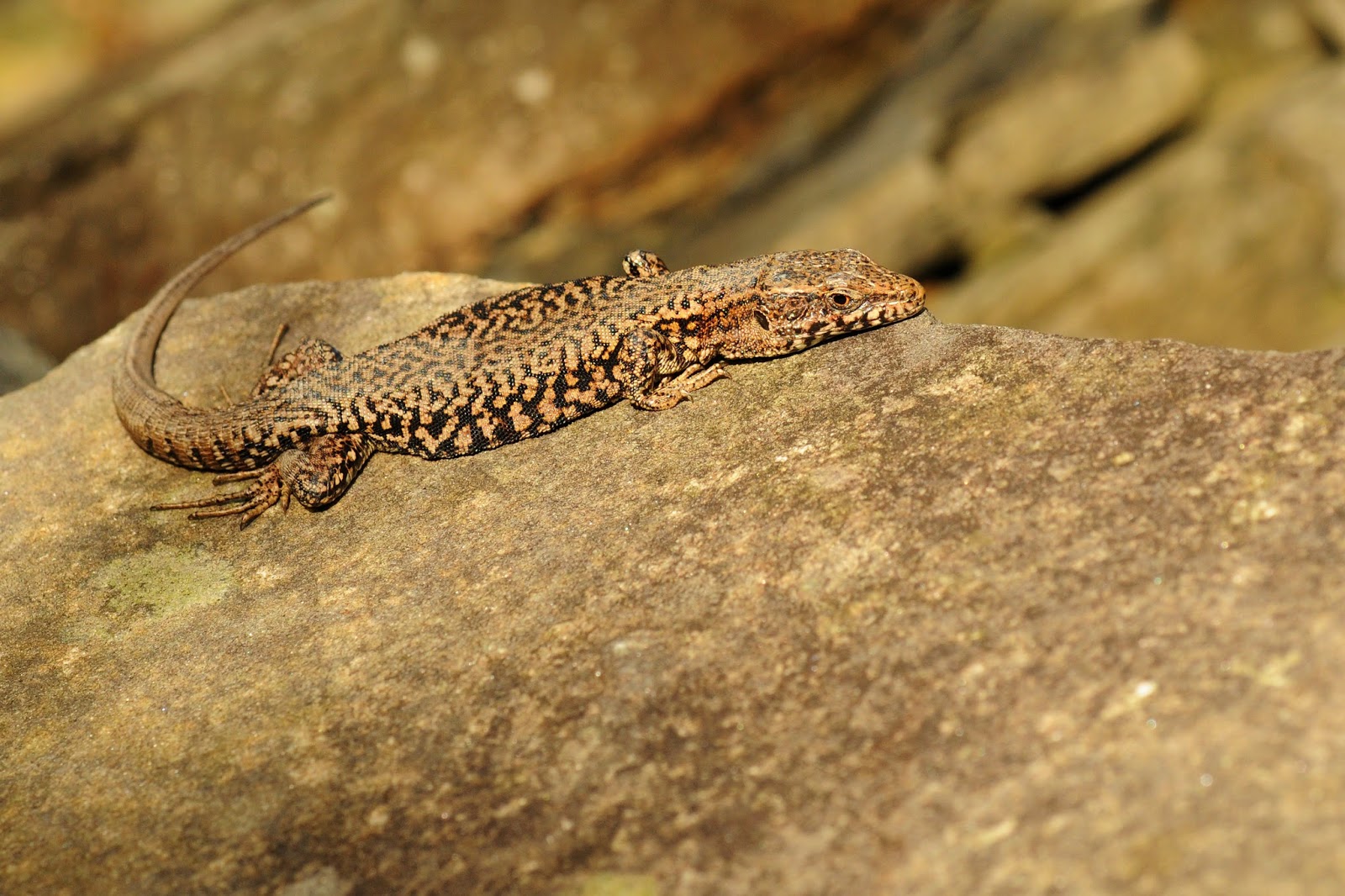 Jos van de Kerkhof Natuurfotografie: Muurhagedis