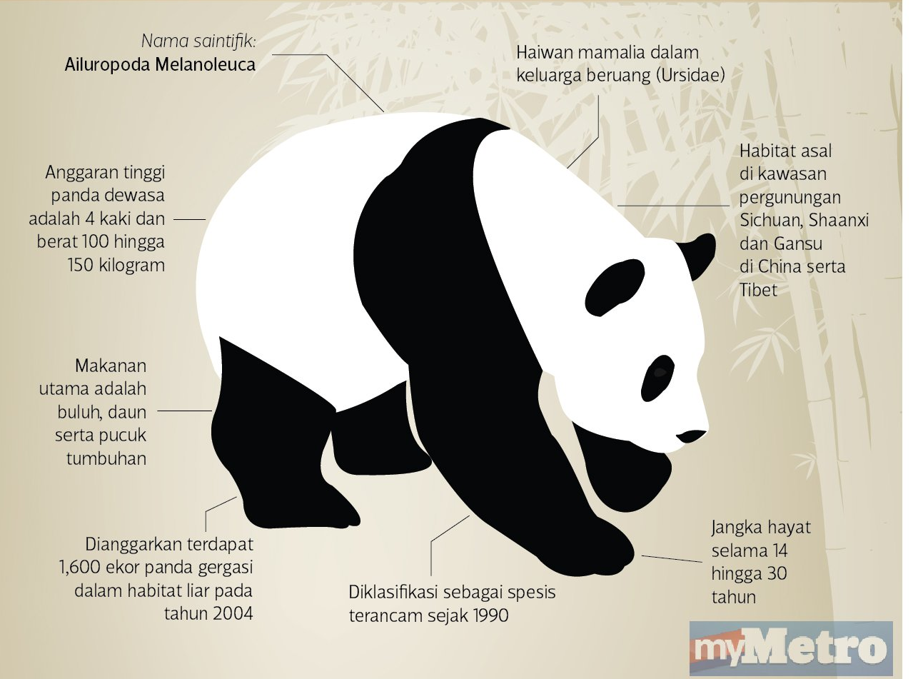 Fakta Menarik Mengenai Panda Gergasi