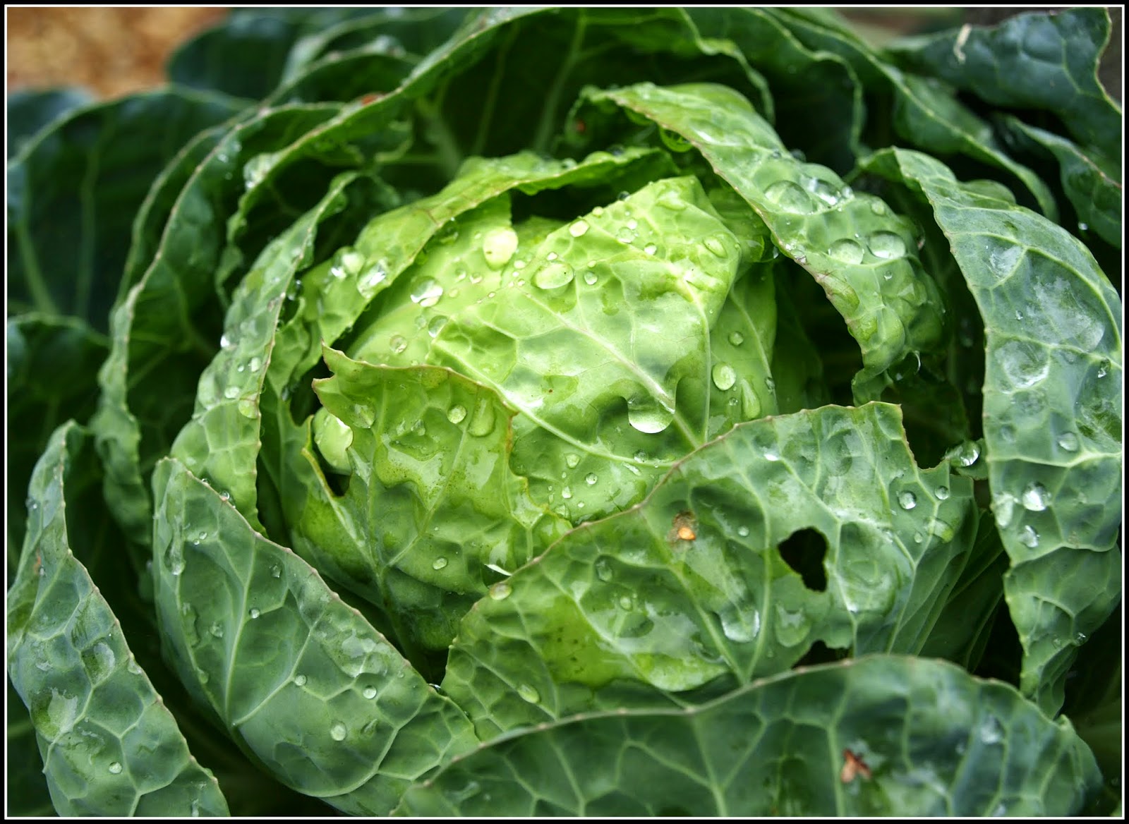 Mark's Veg Plot: Cabbage Whitefly