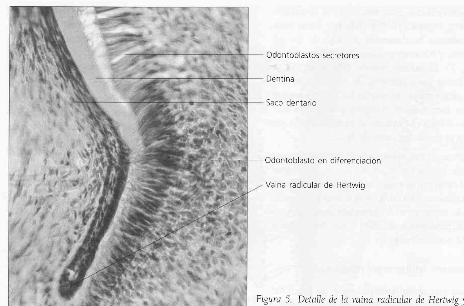 odontologostogether: Erupción Dentaria