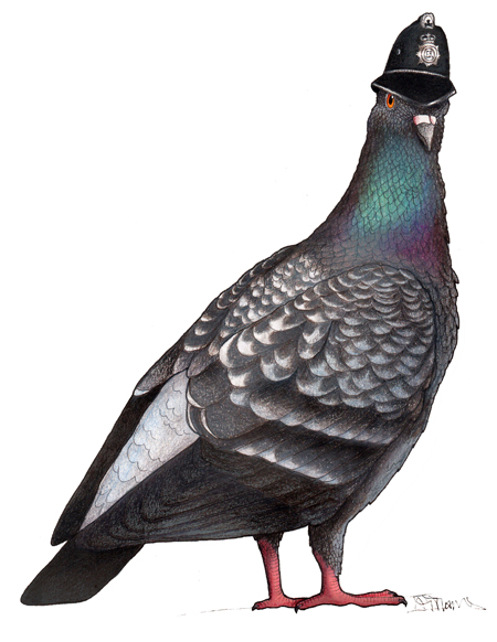 Birds in Hats.: Rock Pigeon in a British Police Helmet