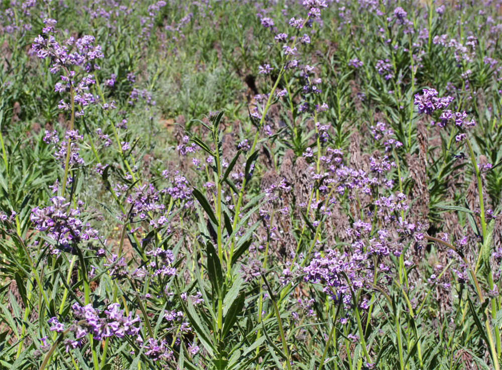 Cuyamaca Woods Mountain Journal: The Dreaded Poodle Dog Bush!