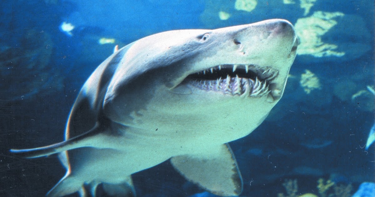 30+ Gambar Ikan Remora Dan Ikan Hiu, Inspirasi Terbaru!