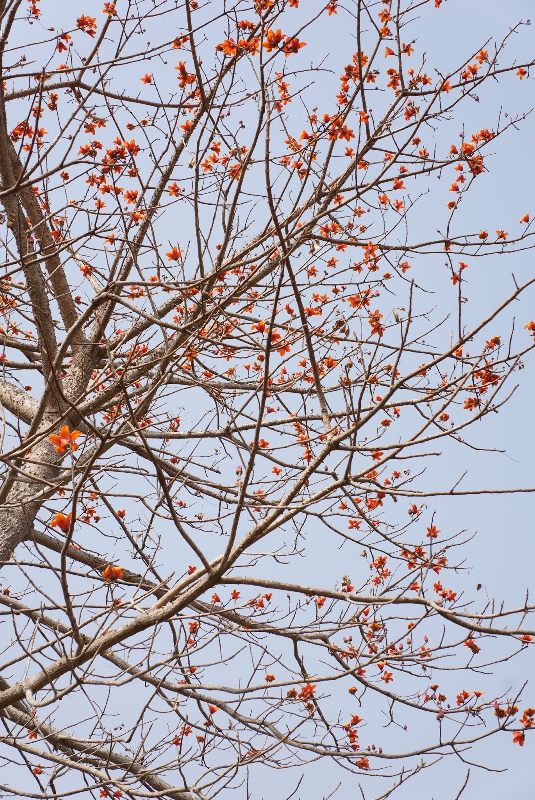 Das plantas e das pessoas: Bombax costatum (Malvaceae, Bombacoideae)