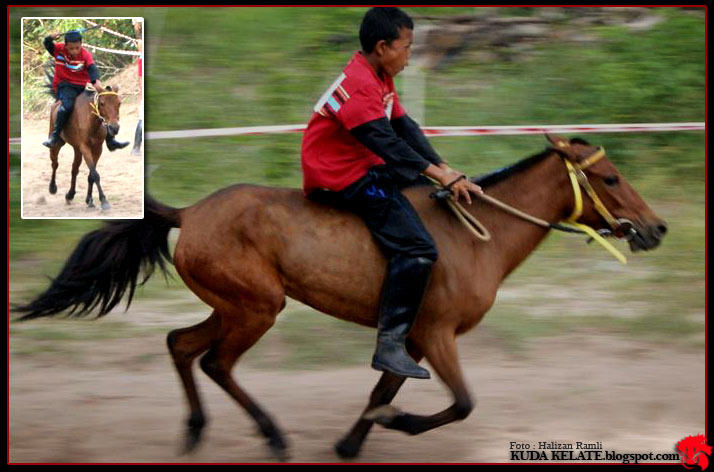 KUDA KELATE: Koleksi Kuda - PADI C