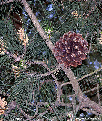 Pinus Pinea: Ficha da Espécie