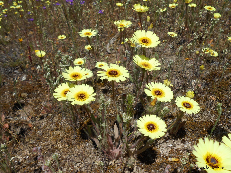 Hispidella hispanica