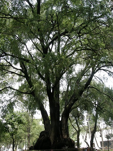 Jenny's Journal of Mexican Culture |: Mexico Culture: ex-Convento ...