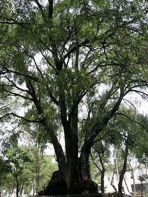 Jenny's Journal of Mexican Culture |: Mexico Culture: ex-Convento ...