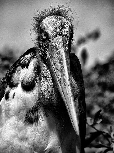 Real Monstrosities: Greater Adjutant