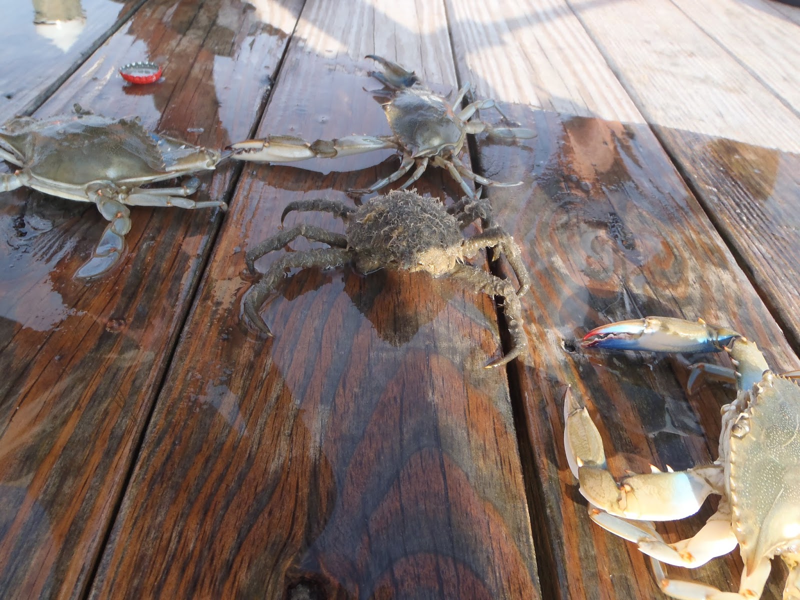 Match the Pictures: Cherrystone Family Campground