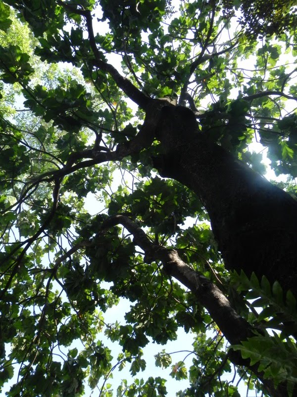 OUR PHILIPPINE TREES: The Antipolo Tipolos