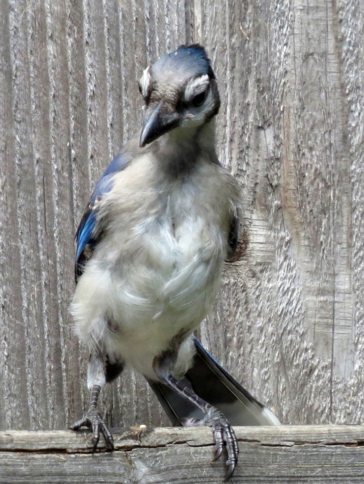SE Texas Birding & Wildlife Watching: Our Blue Jays