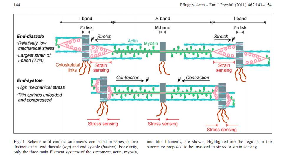 Prof. Dr. Flávio Furtado de Farias: O papel da titina na dinâmica da ...