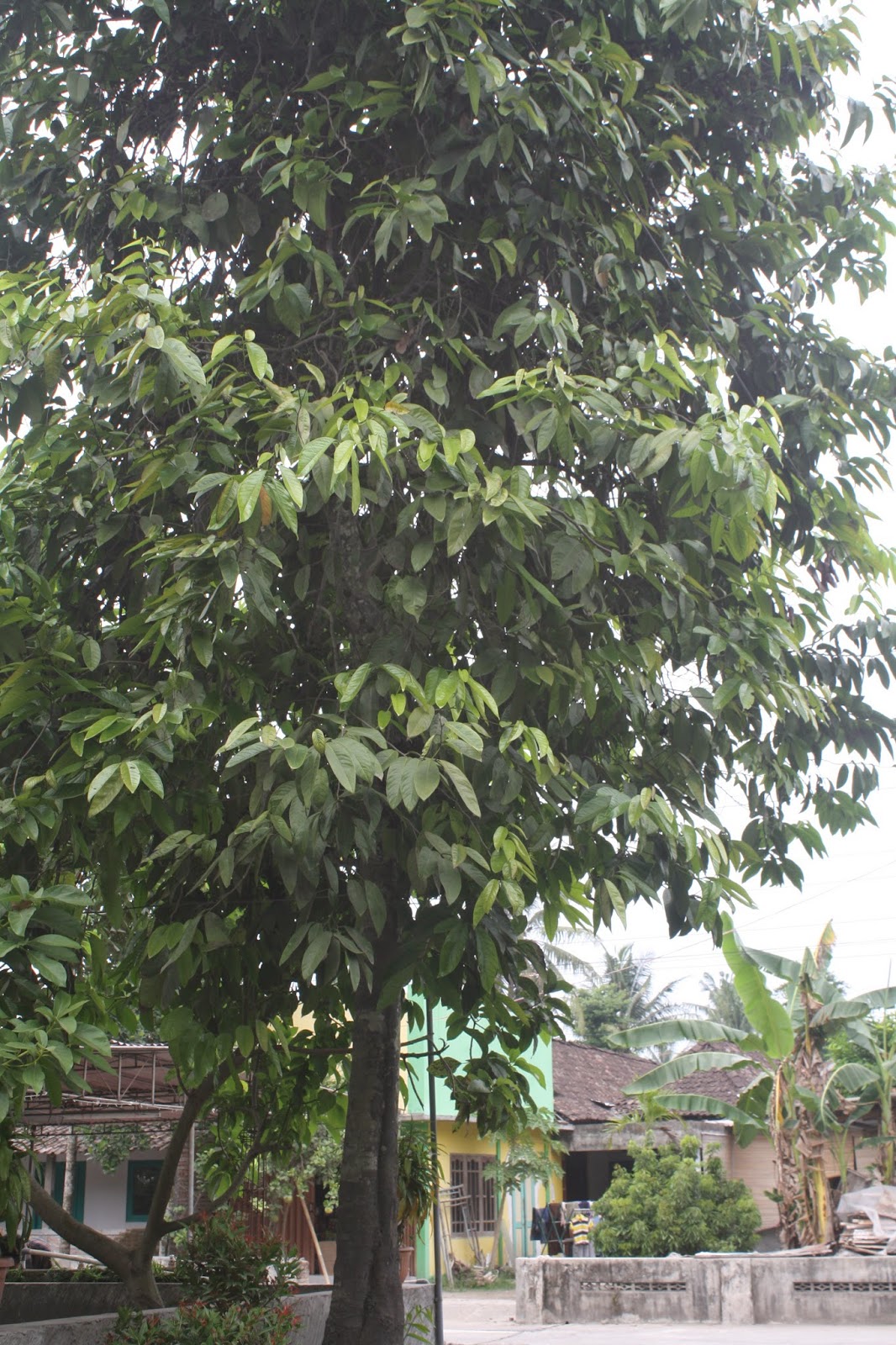 Desa Tembi: ‘Mengupas’ Buah Raja