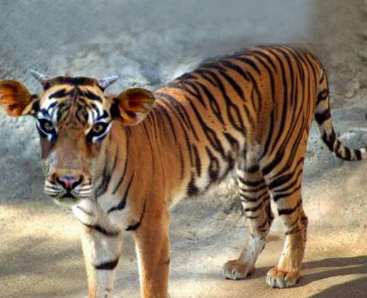 Funny Pictures Gallery: Funny tigers, Random funny pictures tiger