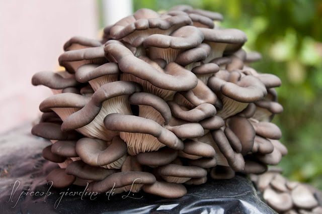 Il piccolo giardino di L.: Funghi fai da te: balle seminate da tenere ...