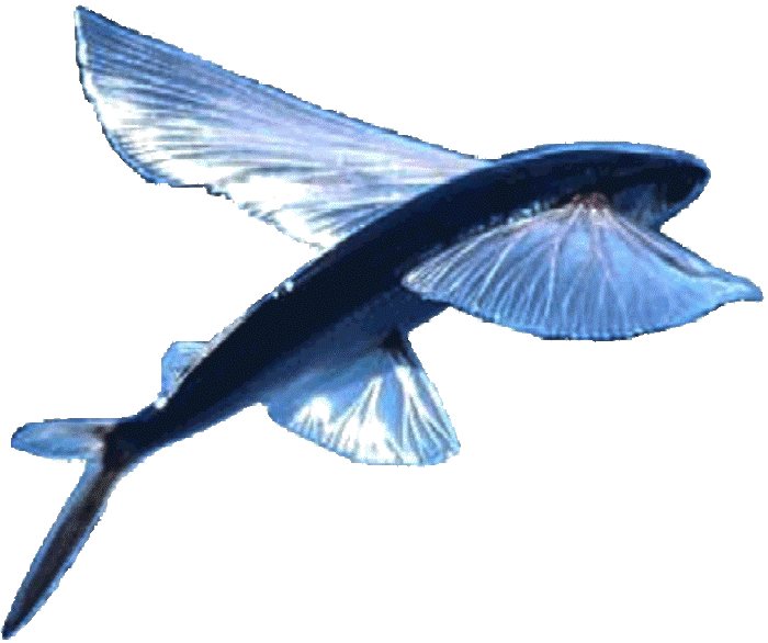 ΧΕΛΙΔΟΝΟΨΑΡΟ (FLYING FISH) photos - wallpapers | the fun bank