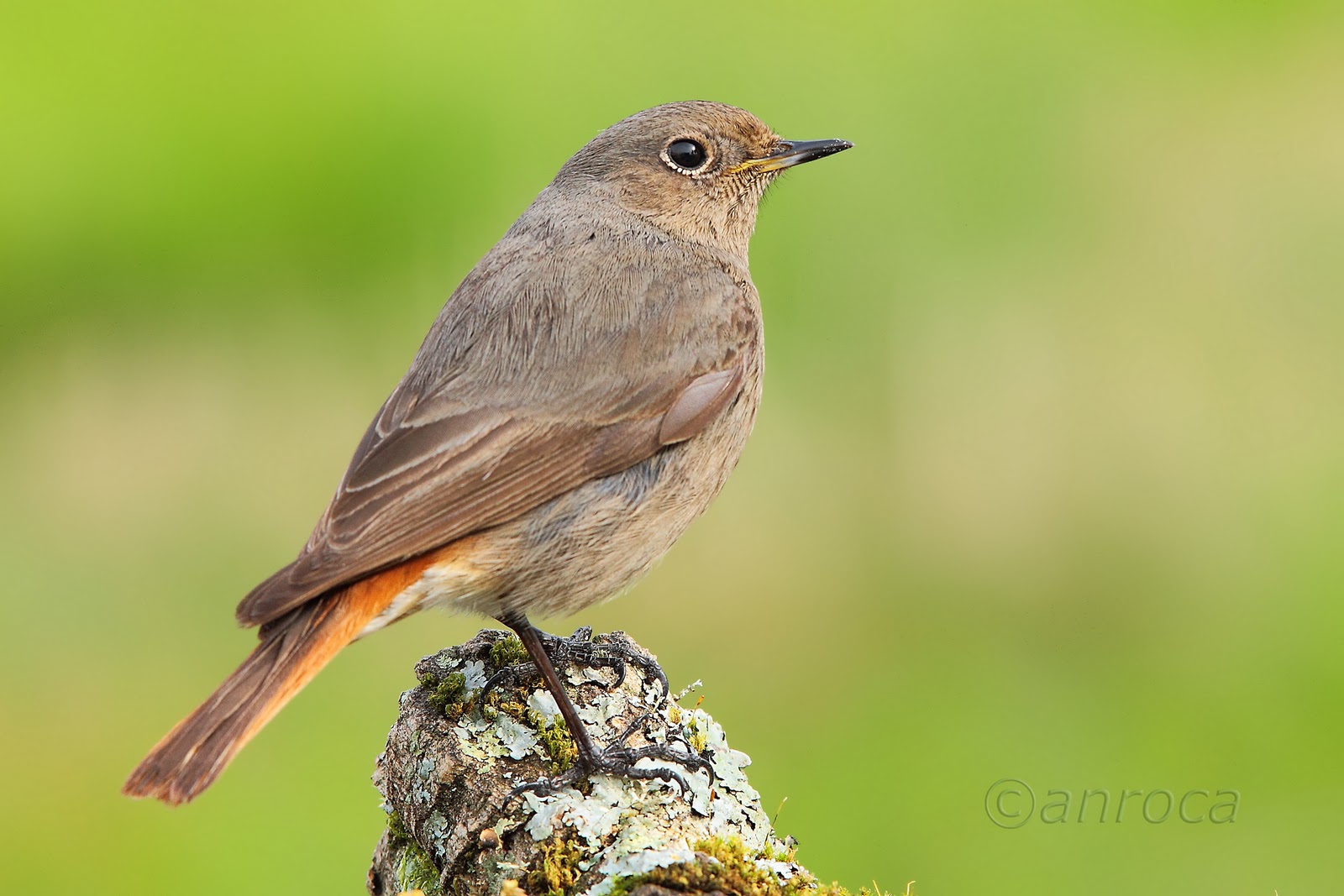 Visionatura: Colirrojo Tizón