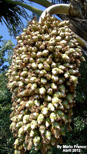 Meu Cantinho Verde: INAJÁ - ( Attalea maripa )