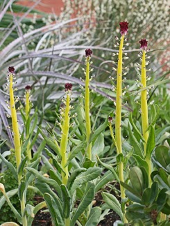 Johnnye Merle's Gardens: New plant day!