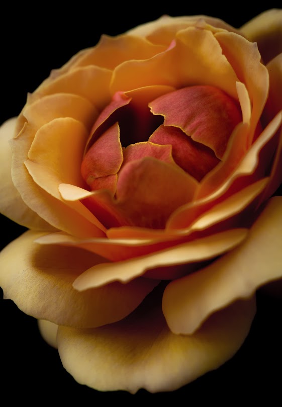 Grains of Sand: Photo Gallery - The Art and Humor of Alan Shapiro