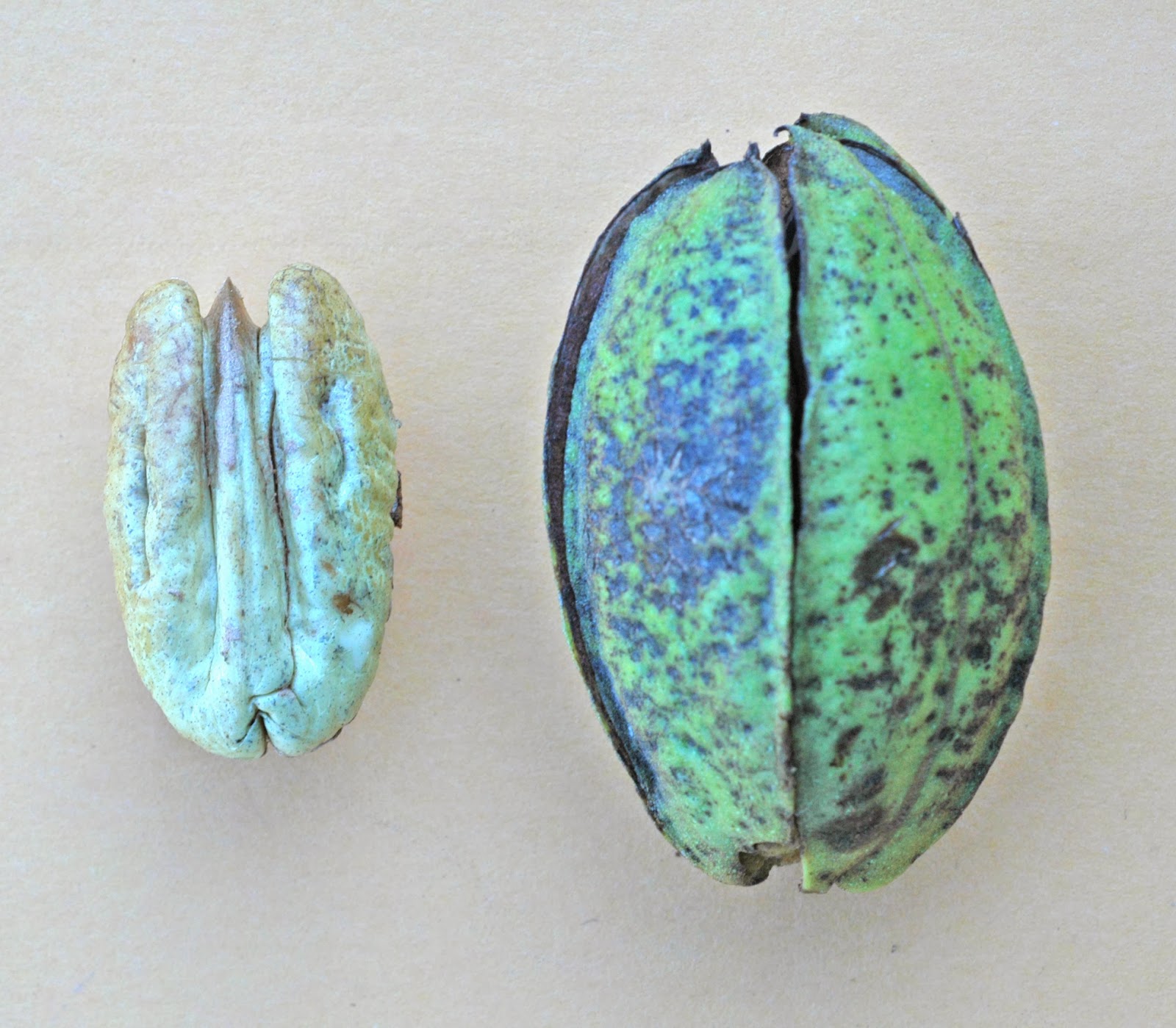 Northern Pecans: 2013